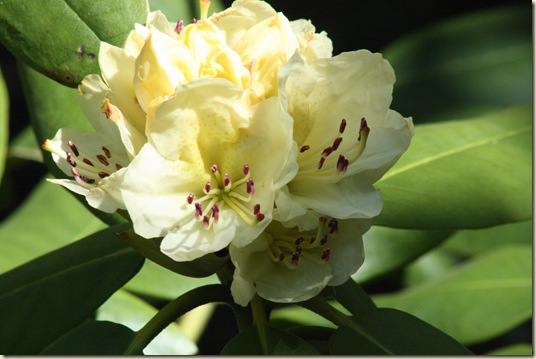 A Hocking Hill's Garden: Capistrano Rhododendron